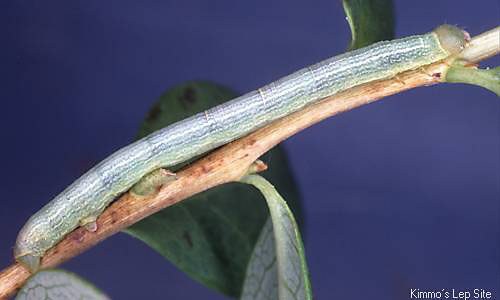 P.Pakkanen & J.Wettenhovi: Cleora cinctaria in Finland