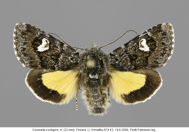 P.Pakkanen & J.Wettenhovi: Coranarta cordigera in Finland